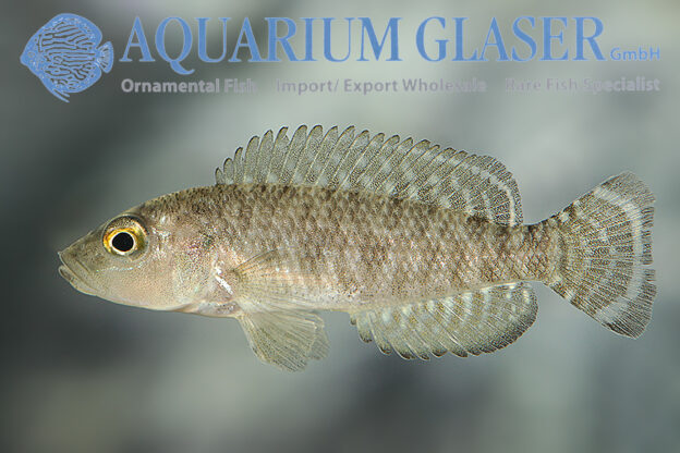 Neolamprologus callipterus - Aquarium Glaser GmbH