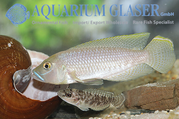 Neolamprologus callipterus - Aquarium Glaser GmbH