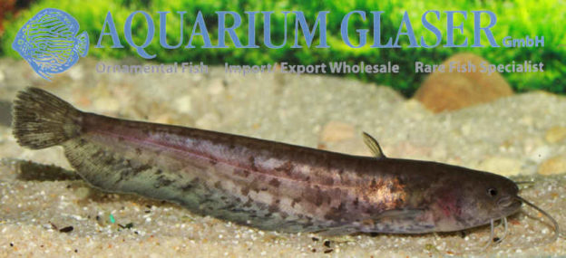 Silurus glanis - Aquarium Glaser GmbH