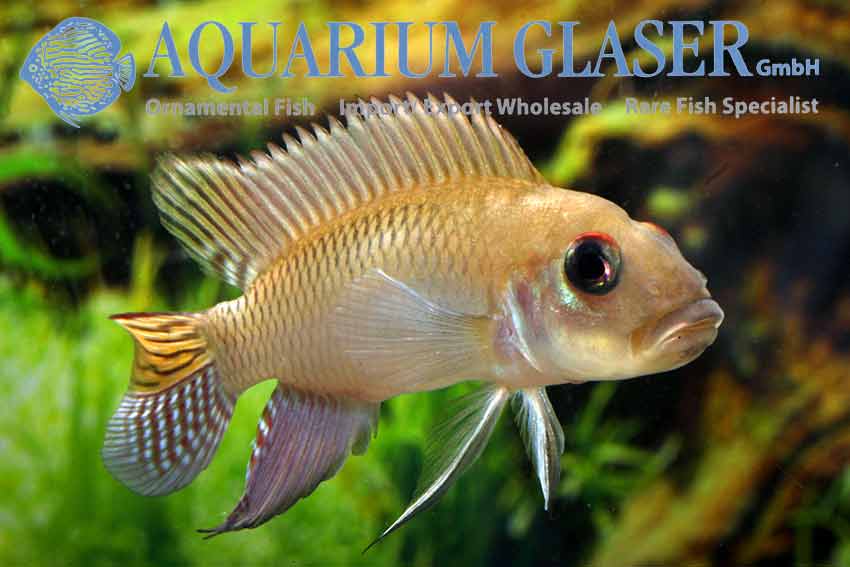 Nanochromis parilus - Aquarium Glaser GmbH