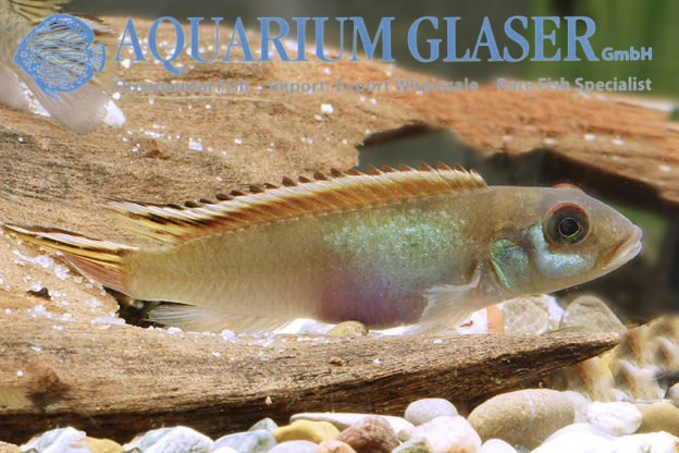 Nanochromis parilus wild - Aquarium Glaser GmbH