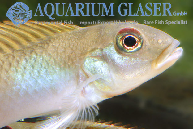 Nanochromis parilus wild - Aquarium Glaser GmbH