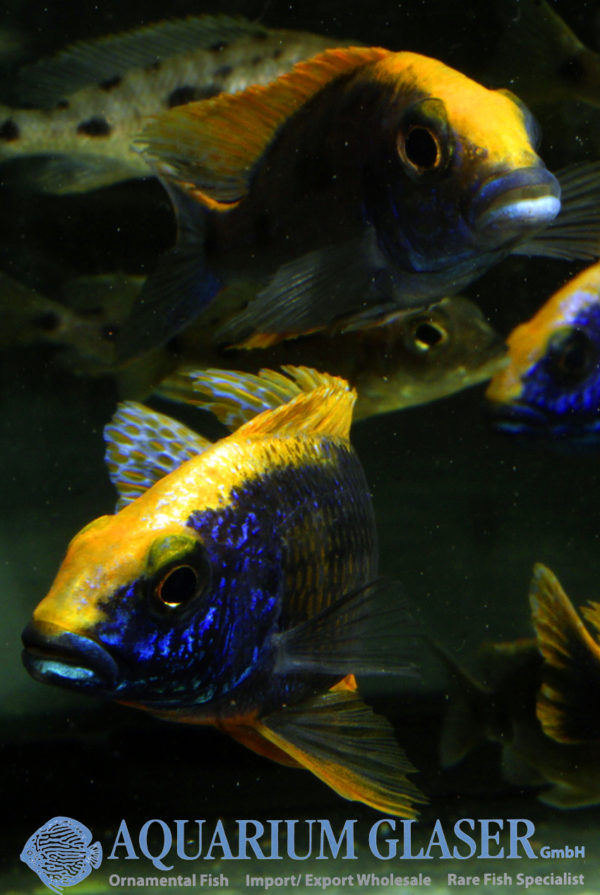 Otopharynx lithobates - Aquarium Glaser GmbH