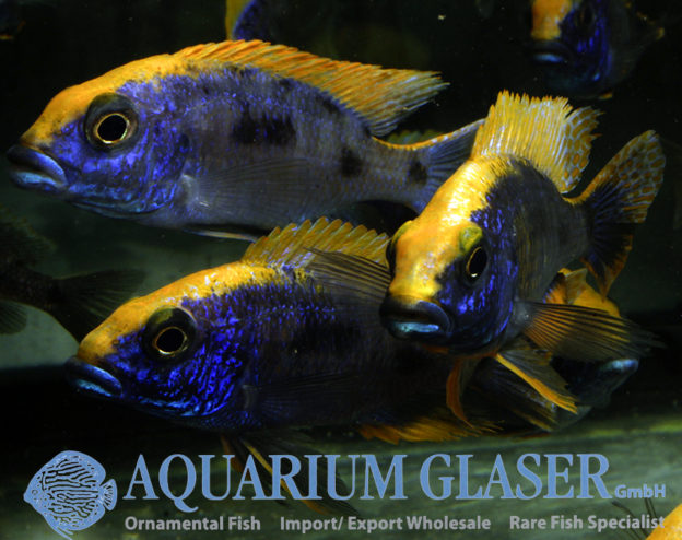 Otopharynx lithobates - Aquarium Glaser GmbH