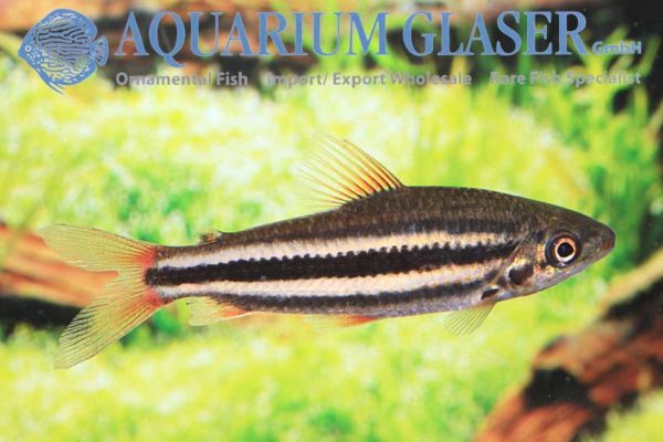 Leporinus arcus - Aquarium Glaser GmbH