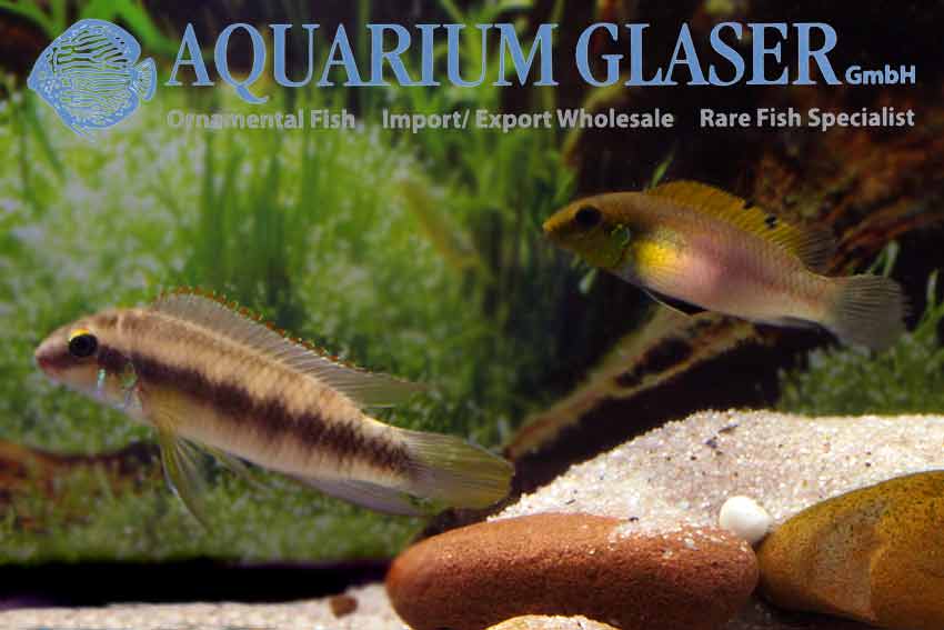 Pelvicachromis humilis and close relatives from Guinea (2 ...