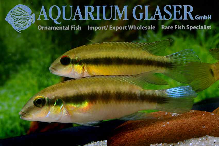Pelvicachromis humilis and close relatives from Guinea (3 ...