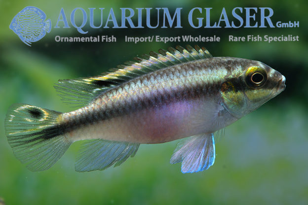 Pelvicachromis pulcher wild yellow - Aquarium Glaser GmbH