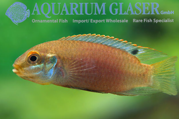 Enigmatochromis lucanusi - Aquarium Glaser GmbH