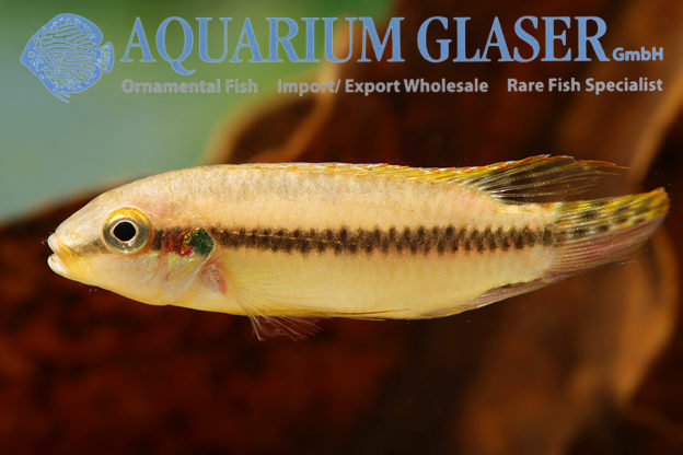 Enigmatochromis lucanusi - Aquarium Glaser GmbH