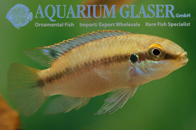 Enigmatochromis lucanusi - Aquarium Glaser GmbH