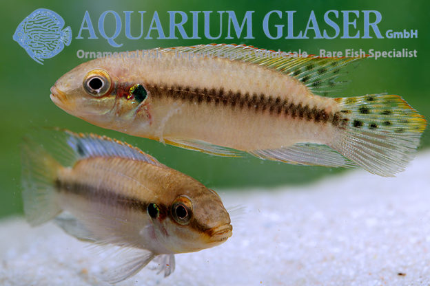 Enigmatochromis lucanusi - Aquarium Glaser GmbH