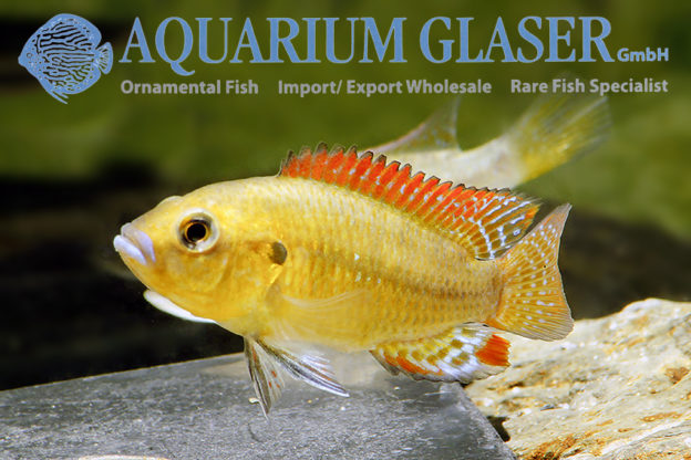 Pseudocrenilabrus philander dispersus - Aquarium Glaser GmbH