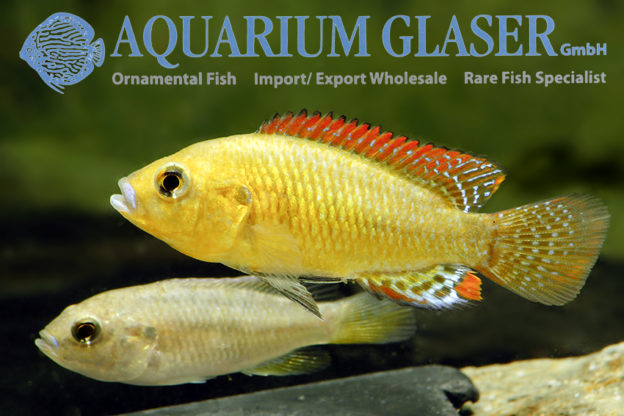 Pseudocrenilabrus philander dispersus - Aquarium Glaser GmbH