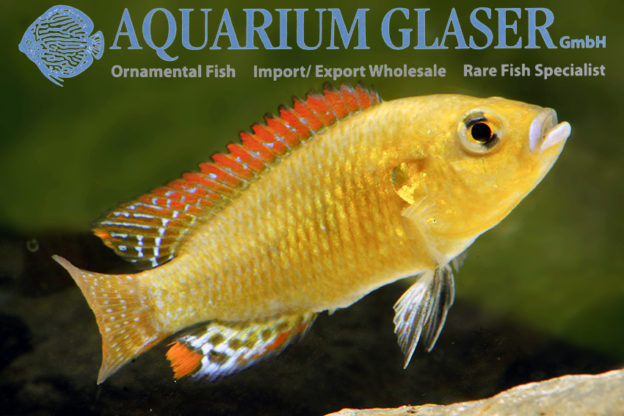 Pseudocrenilabrus philander dispersus - Aquarium Glaser GmbH