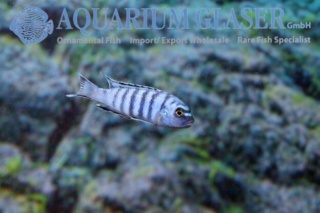 Chindongo elongatus (formerly Pseudotropheus elongatus) - Aquarium ...