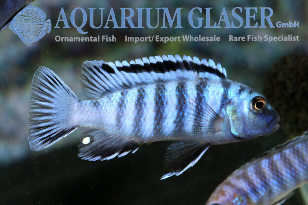 Chindongo elongatus (formerly Pseudotropheus elongatus) - Aquarium ...