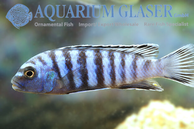 Chindongo elongatus (formerly Pseudotropheus elongatus) - Aquarium ...