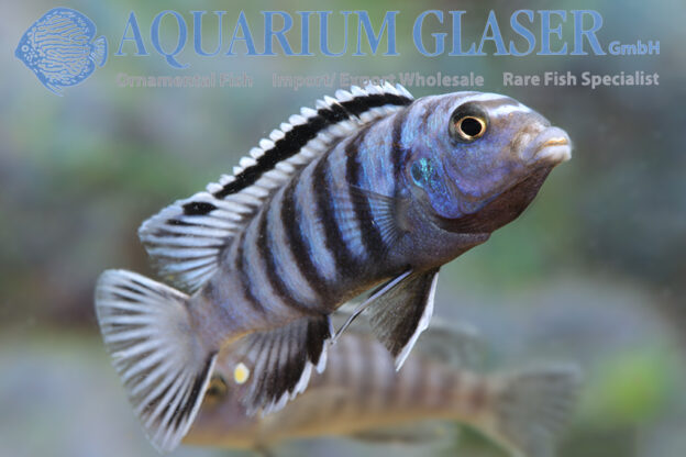 Chindongo elongatus (früher Pseudotropheus elongatus) - Aquarium Glaser ...
