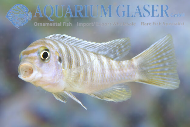 Chindongo elongatus (früher Pseudotropheus elongatus) - Aquarium Glaser ...