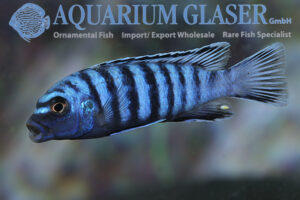 Chindongo elongatus (früher Pseudotropheus elongatus) - Aquarium Glaser ...