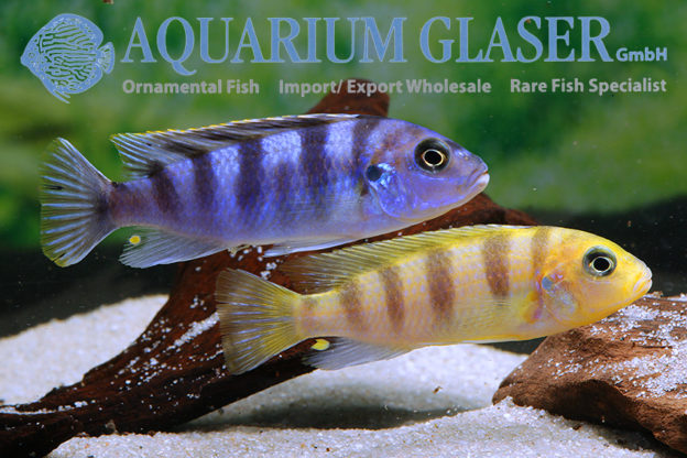 Maylandia lombardoi - Aquarium Glaser GmbH