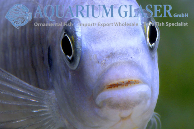 Chindongo socolofi (= Pseudotropheus s.) - Aquarium Glaser GmbH