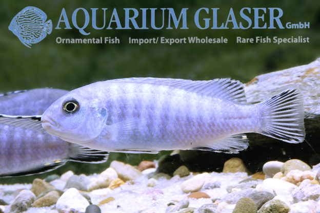 Chindongo socolofi (= Pseudotropheus s.) - Aquarium Glaser GmbH