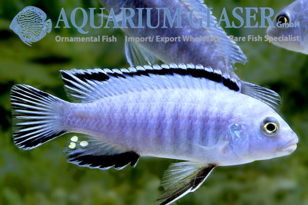 Chindongo socolofi (= Pseudotropheus s.) - Aquarium Glaser GmbH