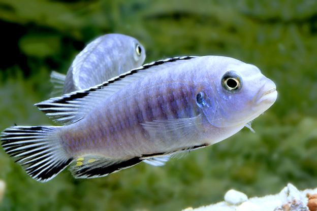 Chindongo socolofi (= Pseudotropheus s.) - Aquarium Glaser GmbH