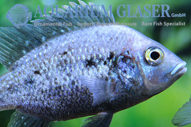 Fish Archive - Aquarium Glaser GmbH