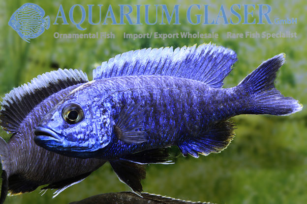 Sciaenochromis fryeri - Aquarium Glaser GmbH