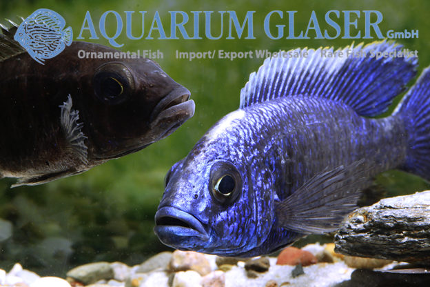 Sciaenochromis fryeri - Aquarium Glaser GmbH