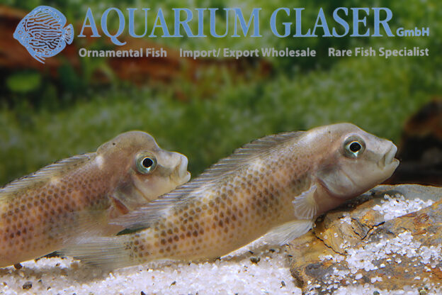 Steatocranus casuarius - Aquarium Glaser GmbH