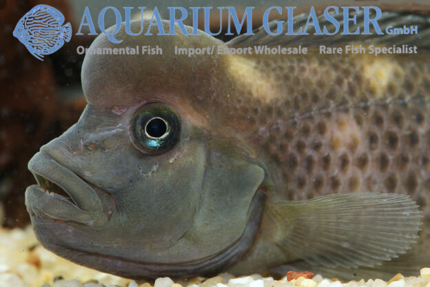 Steatocranus casuarius - Aquarium Glaser GmbH