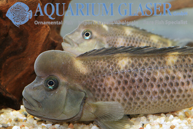 Steatocranus casuarius - Aquarium Glaser GmbH