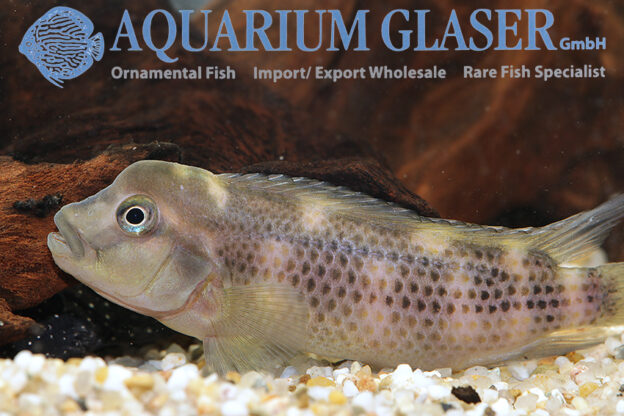 Steatocranus casuarius - Aquarium Glaser GmbH