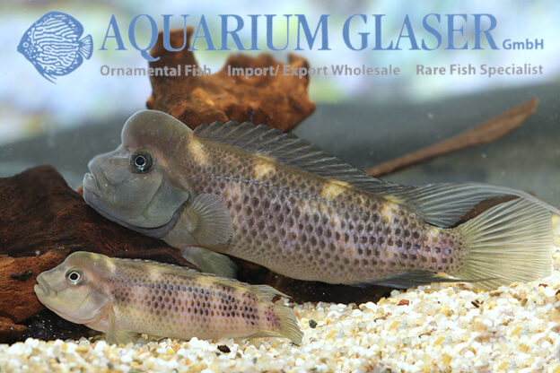 Steatocranus casuarius - Aquarium Glaser GmbH