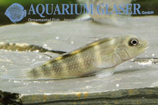 Steatocranus gibbiceps - Aquarium Glaser GmbH