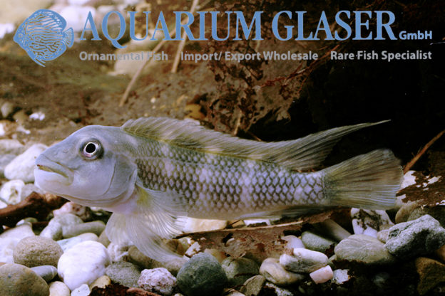 Steatocranus gibbiceps - Aquarium Glaser GmbH