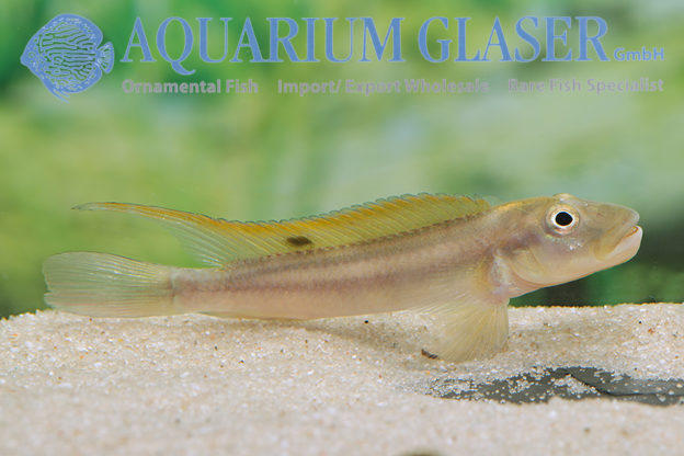 Steatocranus tinanti - Aquarium Glaser GmbH