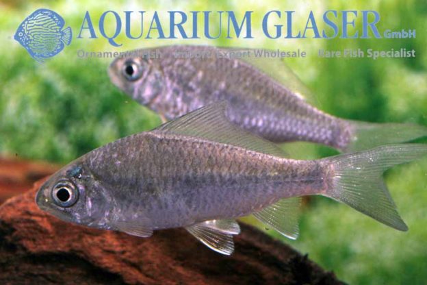 Cyprinion semiplotum - Aquarium Glaser GmbH