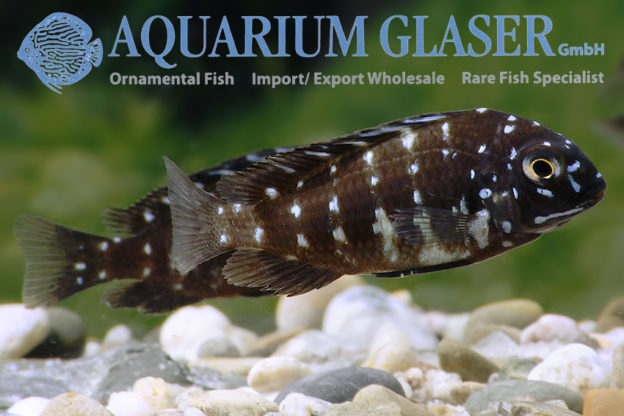 Tropheus duboisi - Aquarium Glaser GmbH