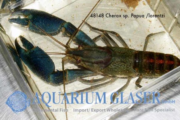 Cherax sp. Papua/Lorentzi - Aquarium Glaser GmbH