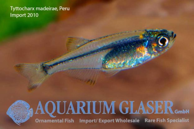 Dwarf Tetras from Peru 2: Tyttocharax cochui - Aquarium Glaser GmbH