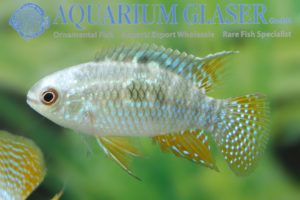 Laetacara curviceps - Aquarium Glaser GmbH