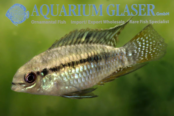 Laetacara curviceps - Aquarium Glaser GmbH