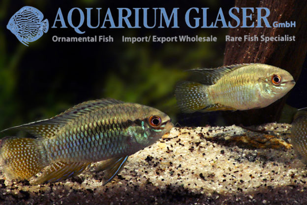 Laetacara curviceps - Aquarium Glaser GmbH