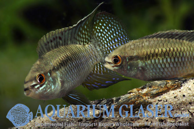 Laetacara curviceps - Aquarium Glaser GmbH
