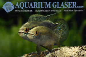 Laetacara curviceps - Aquarium Glaser GmbH